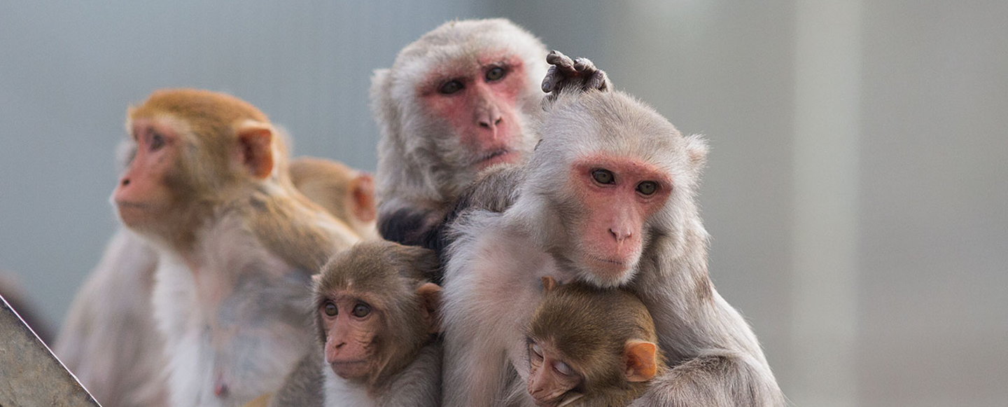 Discovering the Effects of a Hidden Virus - NPRC