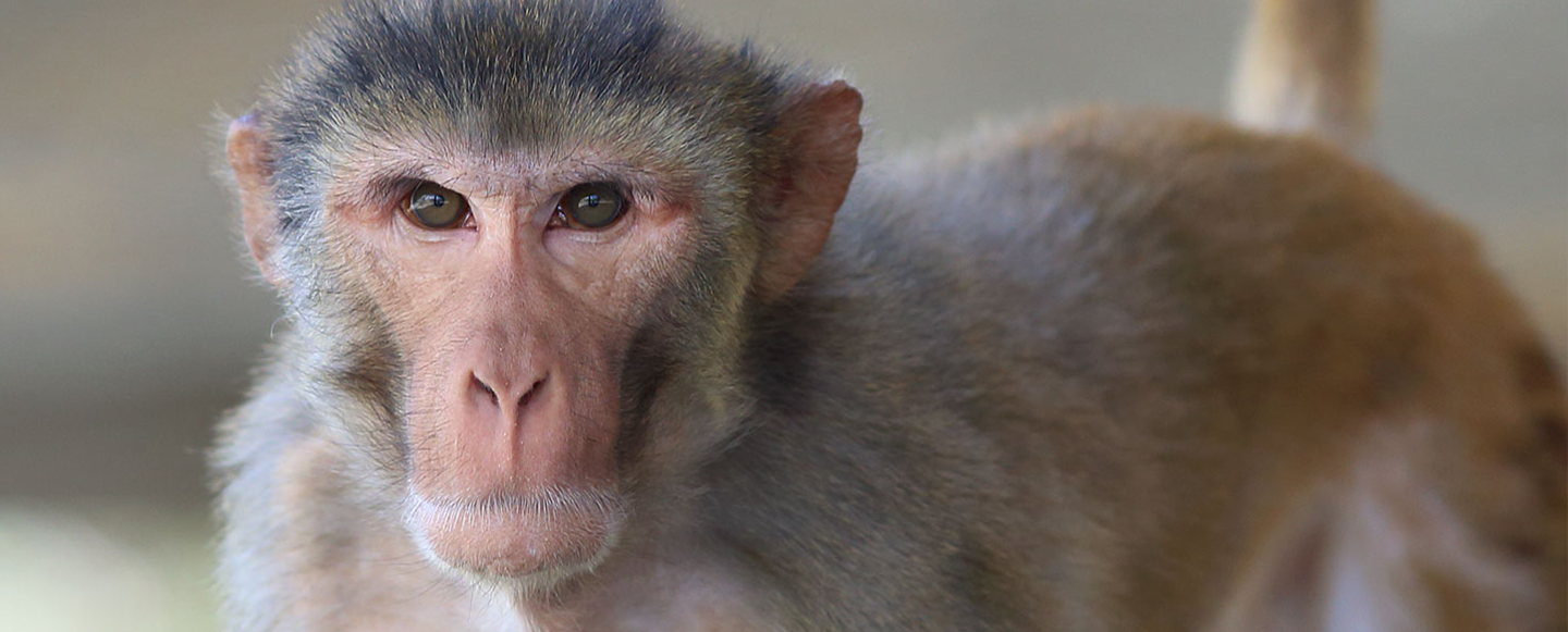 Sights Half-Seen: How Our Brain Helps Us Identify Partially Hidden ...